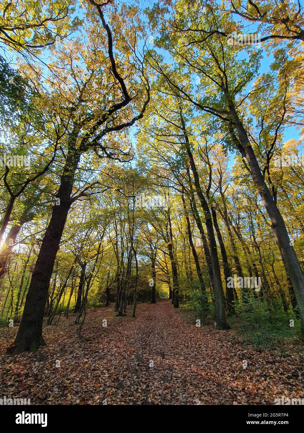 Beautiful way through the forest Stock Photo - Alamy