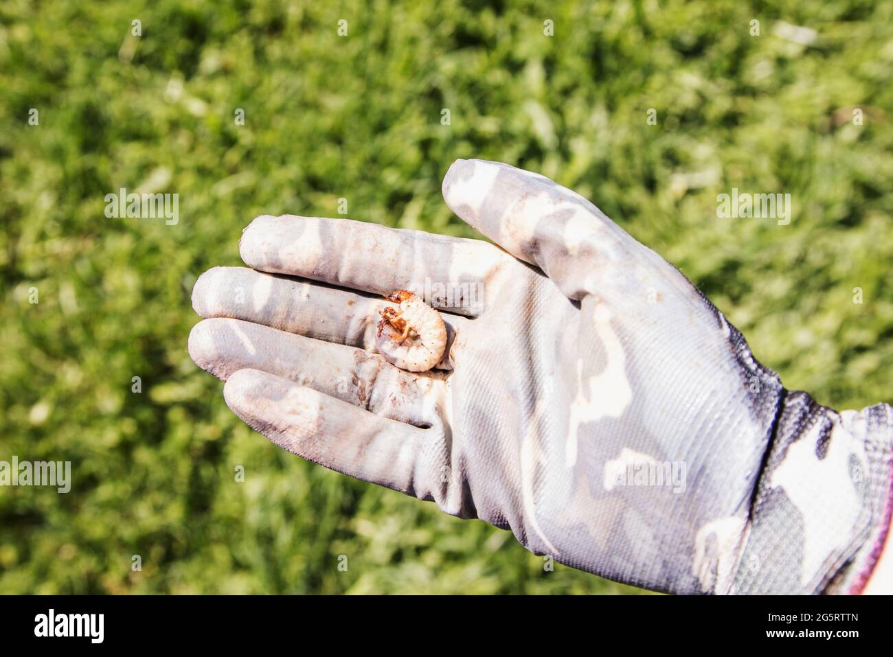 June beetle larva hi-res stock photography and images - Alamy