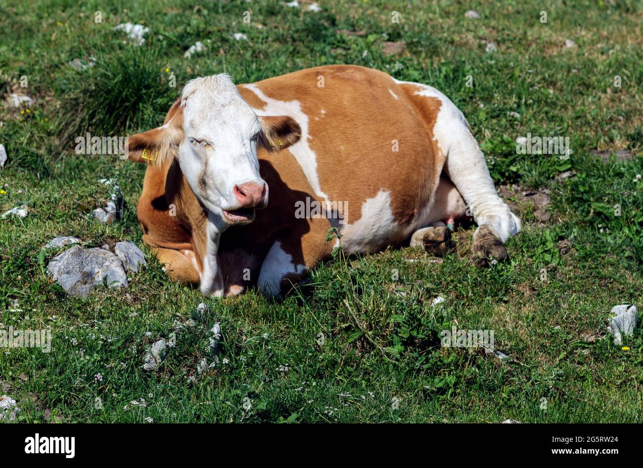 A cow in the mountains Stock Photo - Alamy