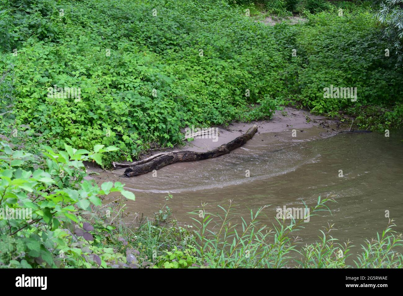 Rhine beach with driftwood Stock Photo - Alamy