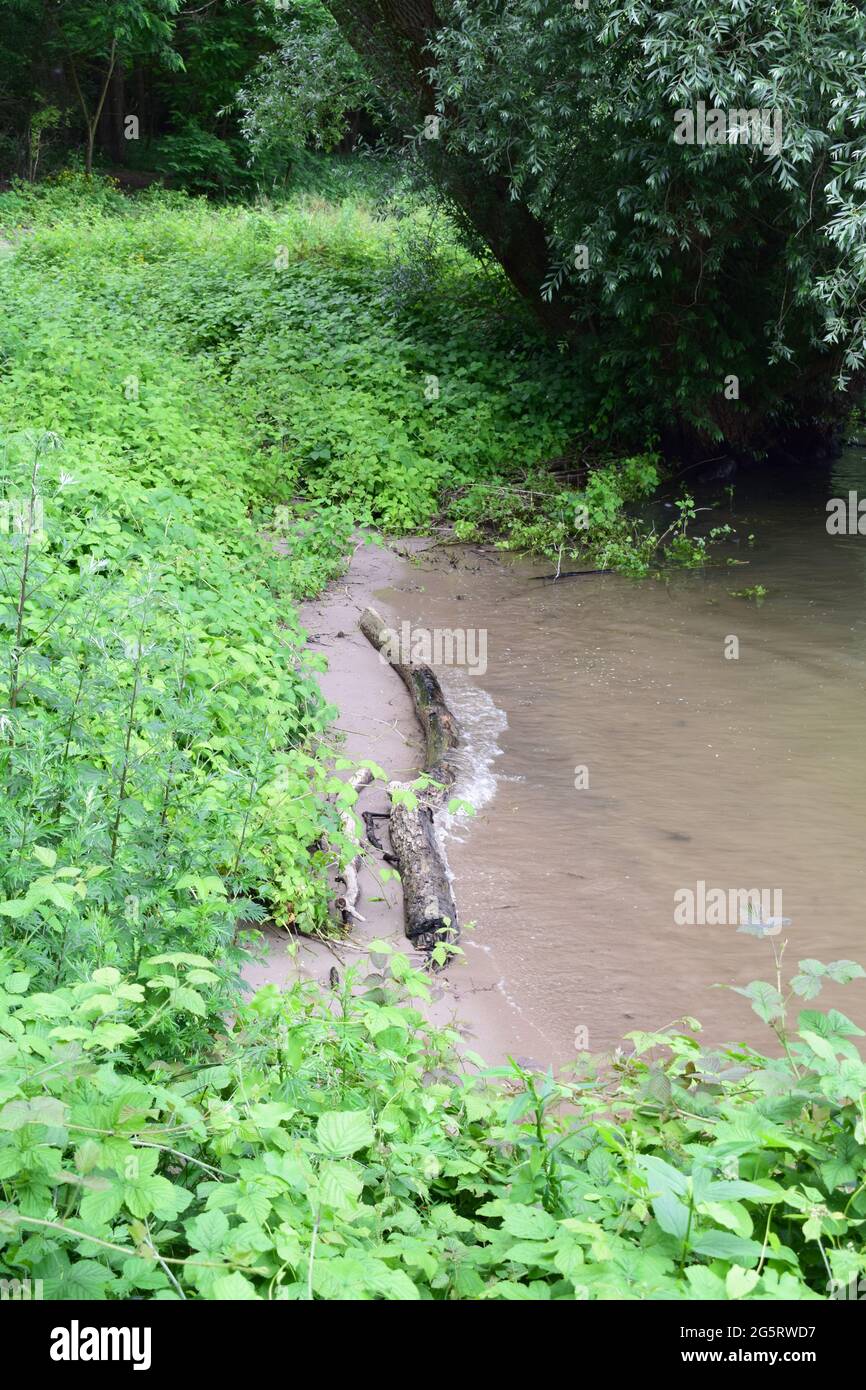 Rhine beach with driftwood Stock Photo - Alamy