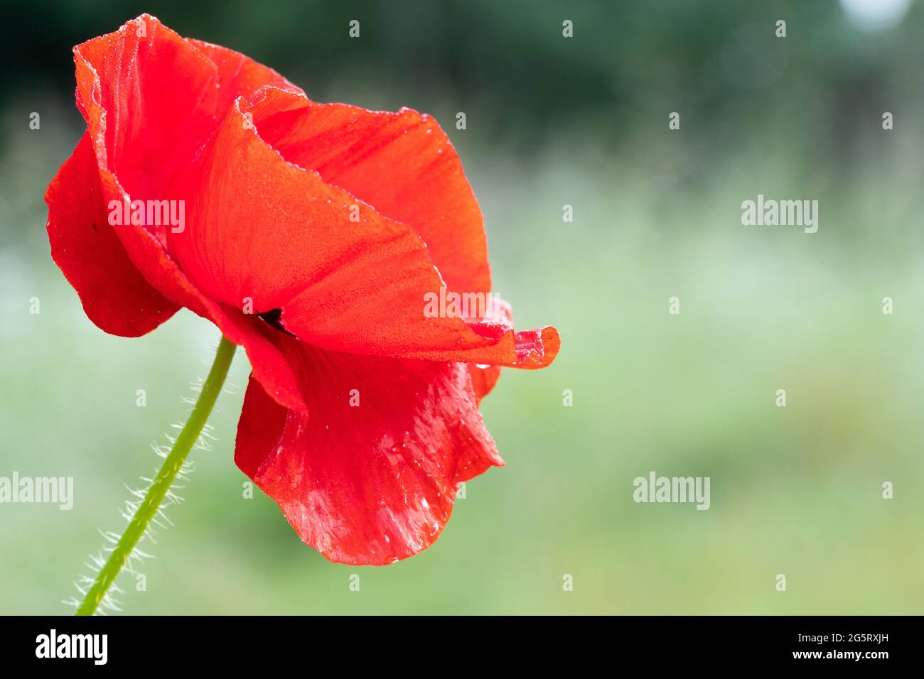 A single poppy in Southampton Old Cemetery Stock Photo - Alamy
