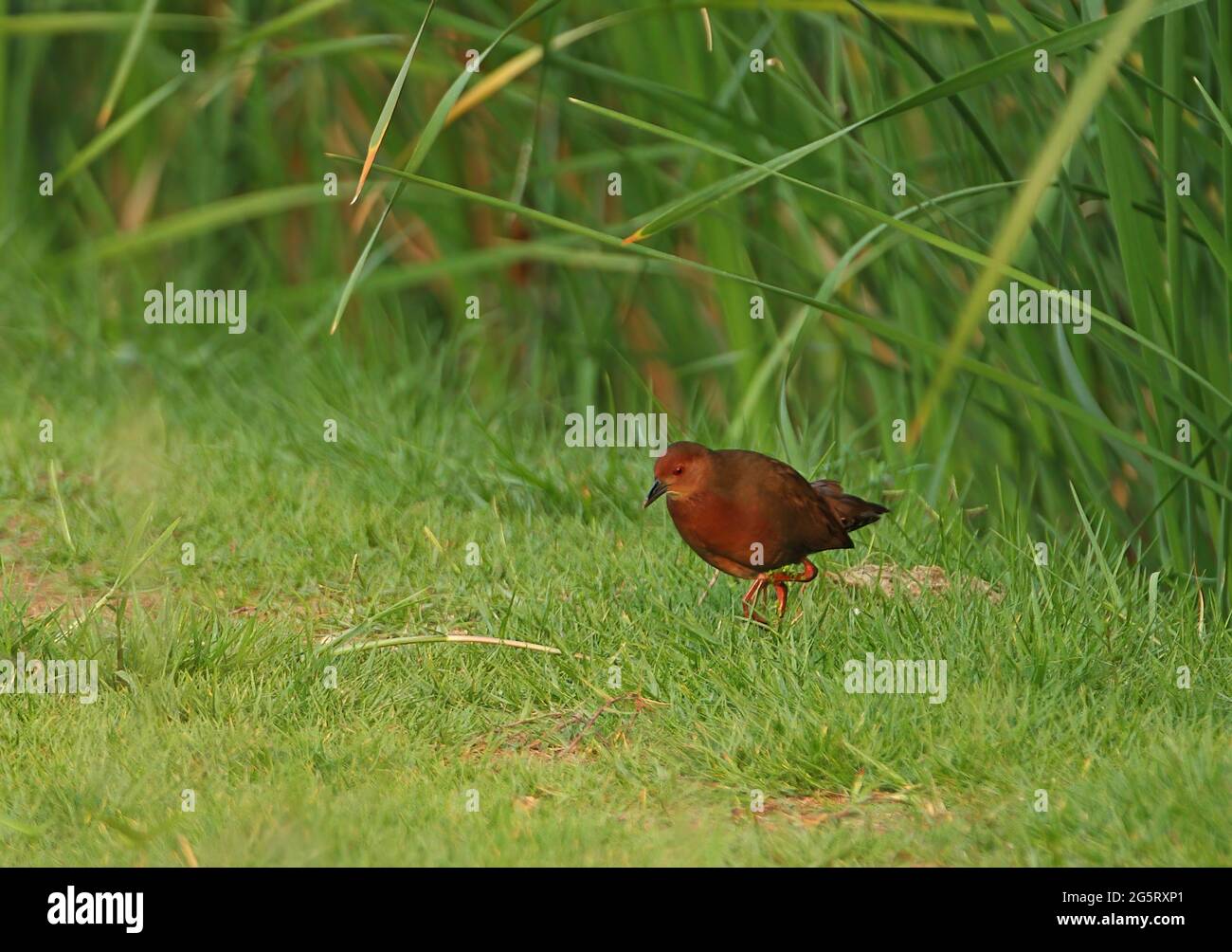 Ruddy-breasted Crake (Zapornia fusca) adult walking on short grass Thailand February Stock Photo ...