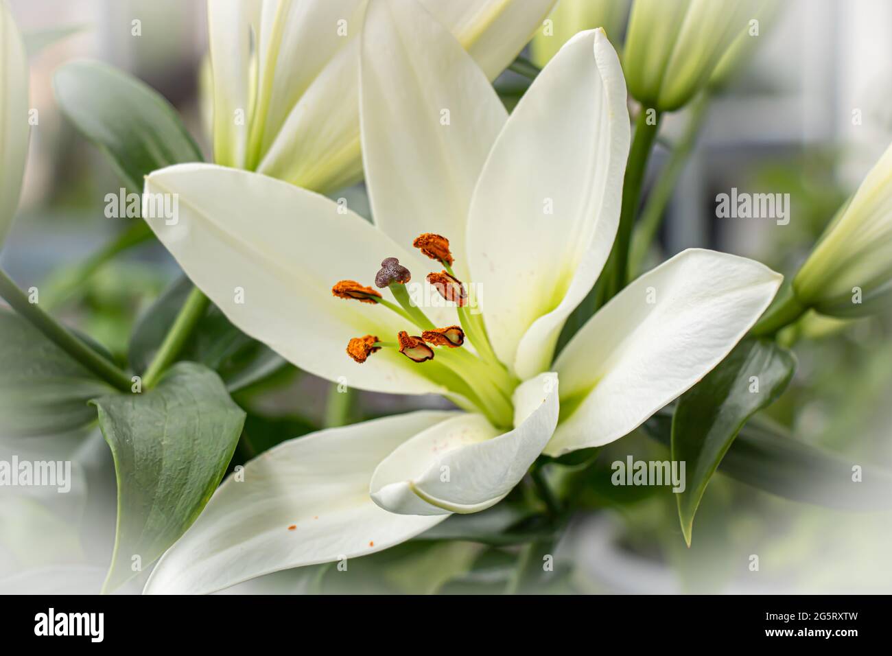 White lilies bouquet hi-res stock photography and images - Alamy