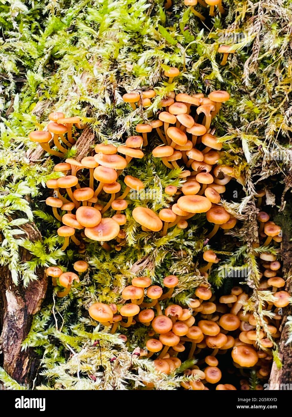 The enoki tree hi-res stock photography and images - Alamy