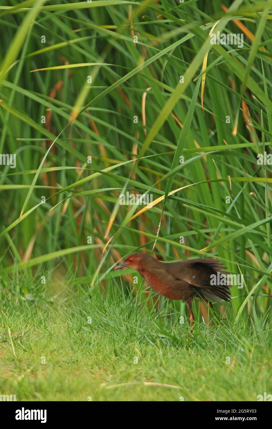 Ruddy-breasted Crake (Zapornia fusca) adult wing stretching at edge of ...