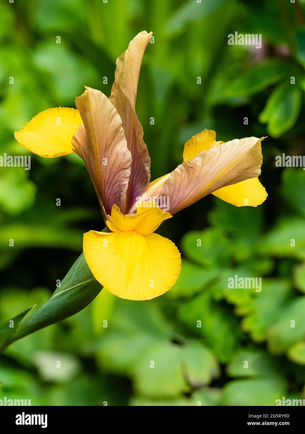 Dutch iris flower hi-res stock photography and images - Alamy