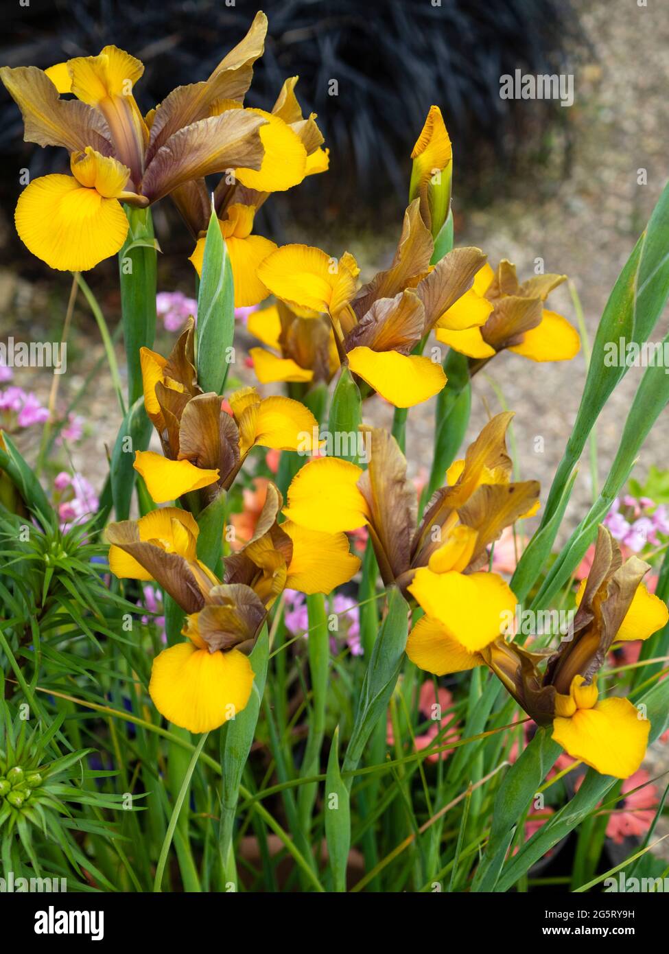 Yellow and brown flowers of the early summer blooming Dutch iris, Iris ...