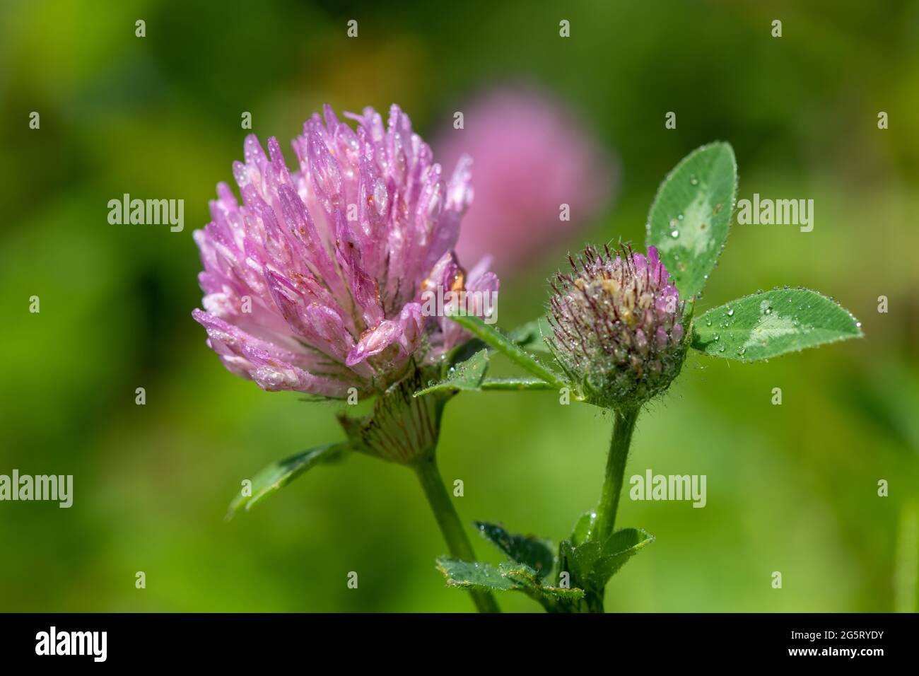 Red Clover