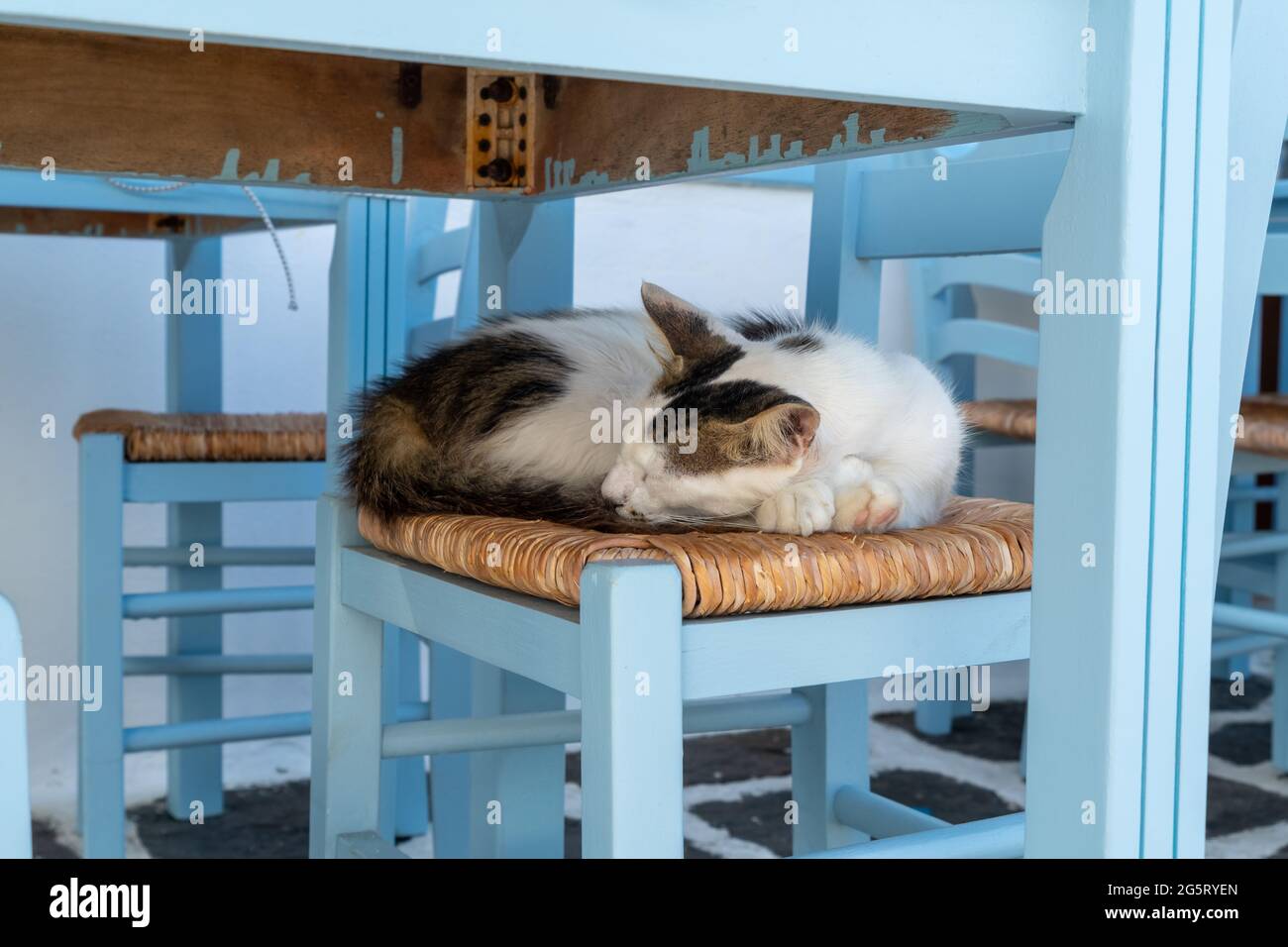 A cat sleeping on a chair in Greek taverna, Naoussa village, Paros ...