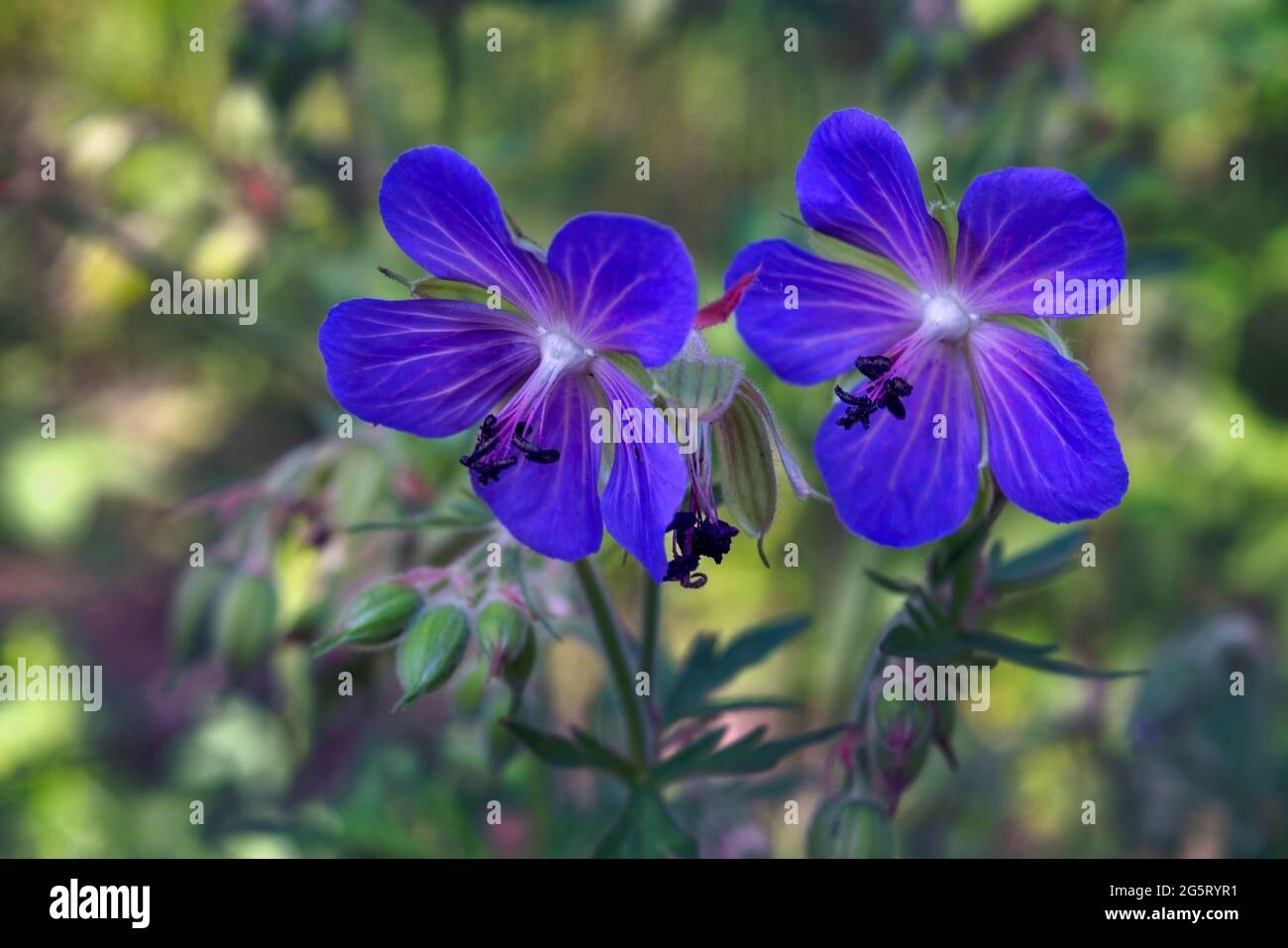 Blue Geraniums flowers under the summer sunlight. Forest geranium ...