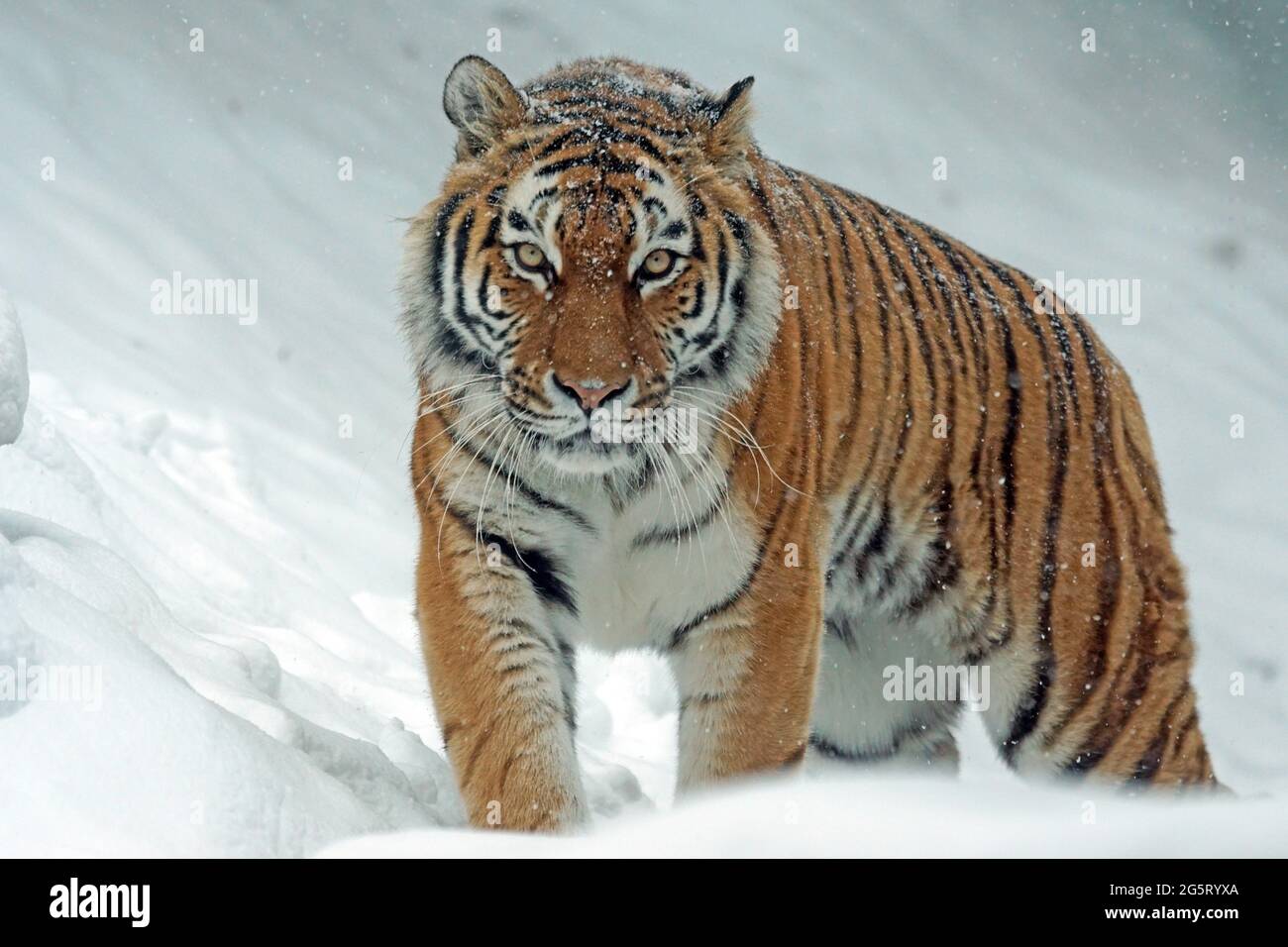 Striped tiger in Siberia Stock Photo - Alamy