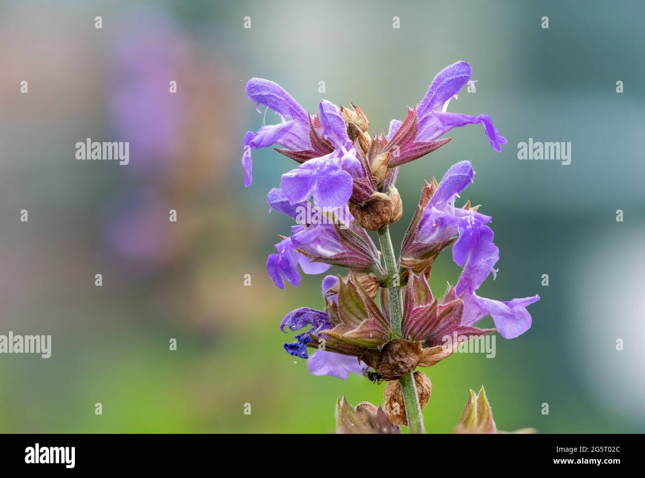Close up of a garden sage (salvia officinalis) plant in bloom Stock ...