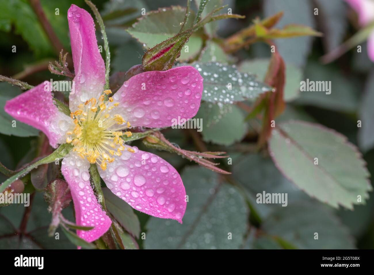 Close up of a red leaved rose (rosa glauca) flower covered in water ...