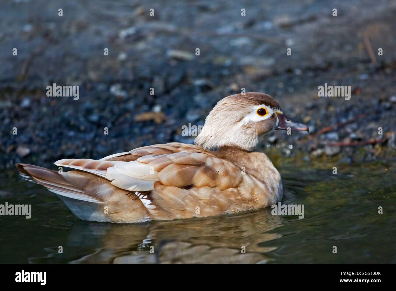 An Apricot Wood Duck, Aix sponsa, a color mutation Stock Photo - Alamy