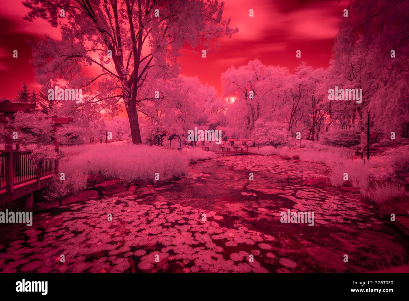 Beautiful Infrared garden Landscape image Stock Photo - Alamy