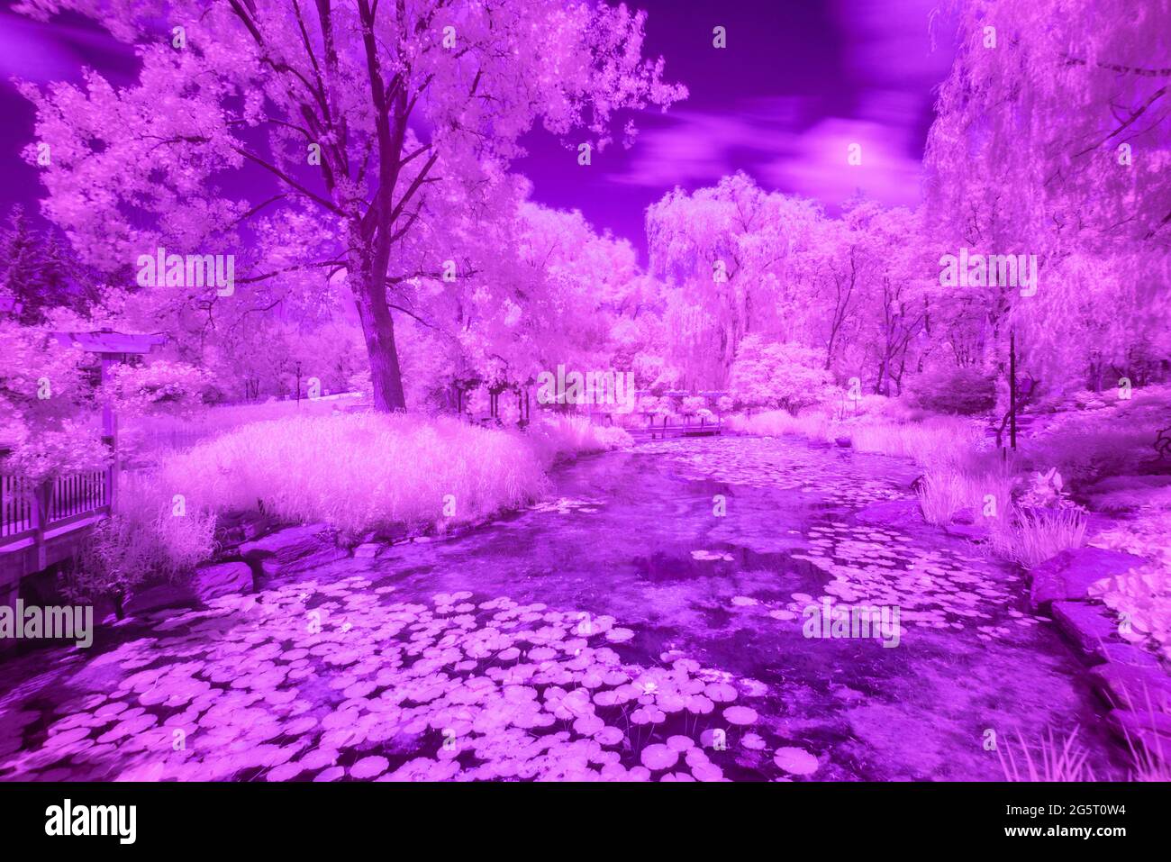 Beautiful Infrared garden Landscape image Stock Photo - Alamy