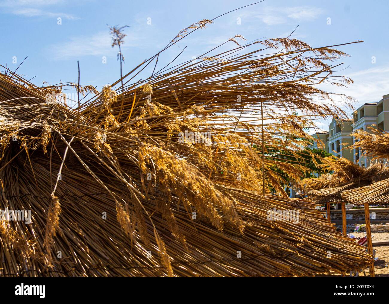 The beach by the sea is dry plants. The roof of umbrellas on the beach ...