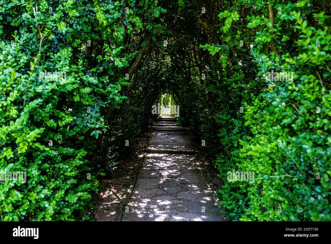 Bushes with a path in the park. Arch-shaped bushes. The arch in the ...