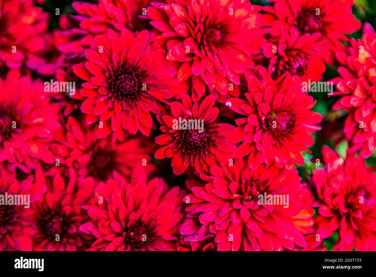 Red flowers. posy. Garden flowers Stock Photo - Alamy
