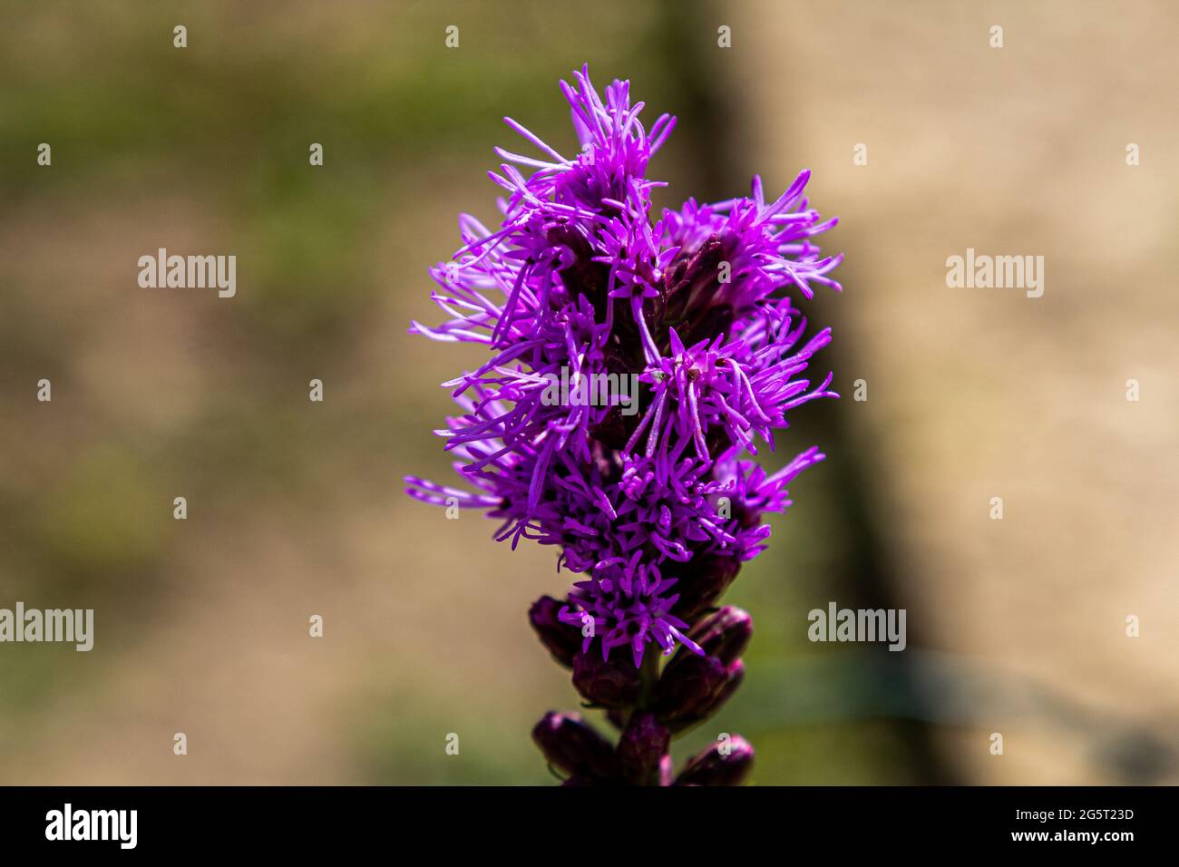 Close-up of the garden plant. The crest of the plant. Purple flowers ...