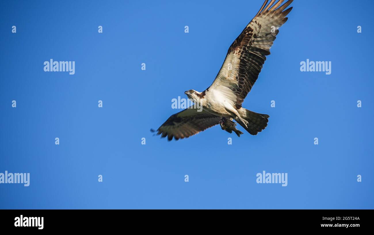 Osprey is flying with catched fish with blue sky Stock Photo - Alamy