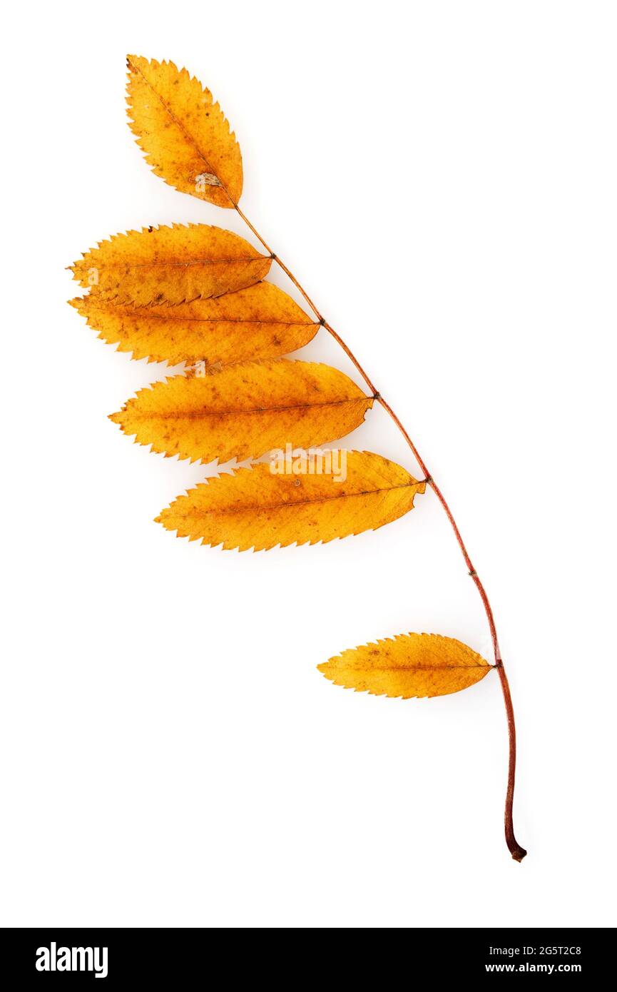 Rowan leaf Cut Out Stock Images & Pictures - Alamy