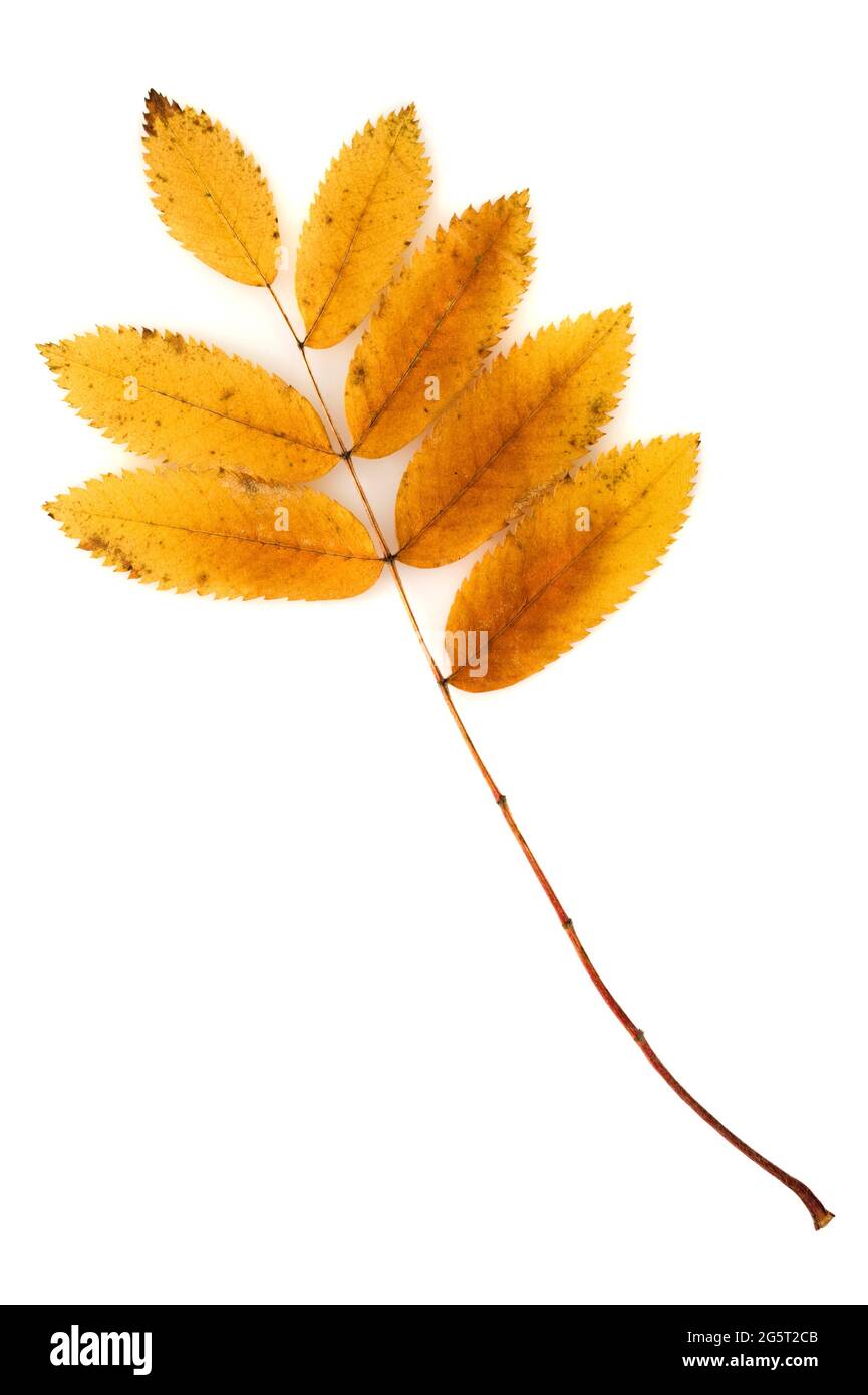 Rowan leaf Cut Out Stock Images & Pictures - Alamy