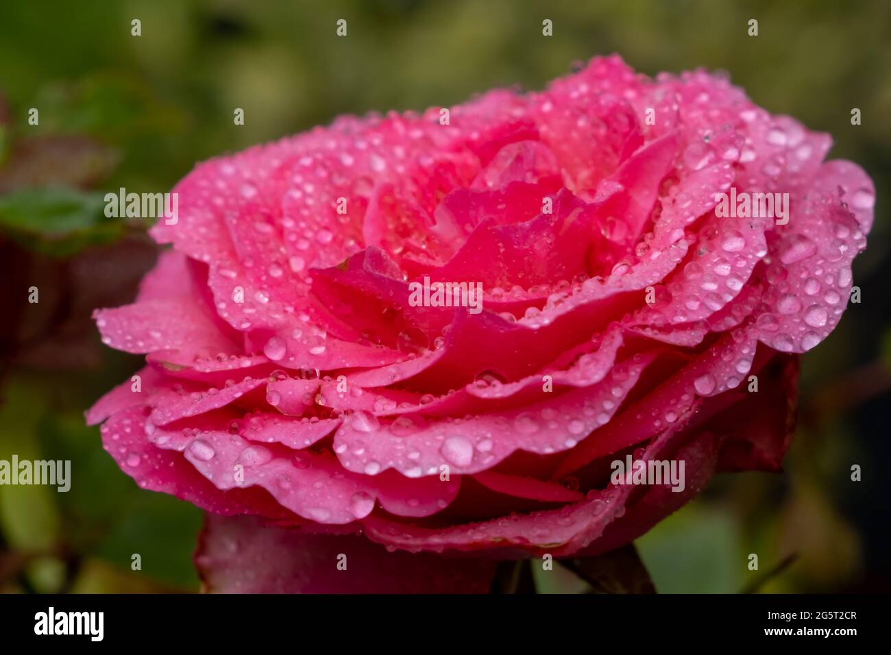 Background image of roses. Colored fresh pastel color roses. Rose bush ...