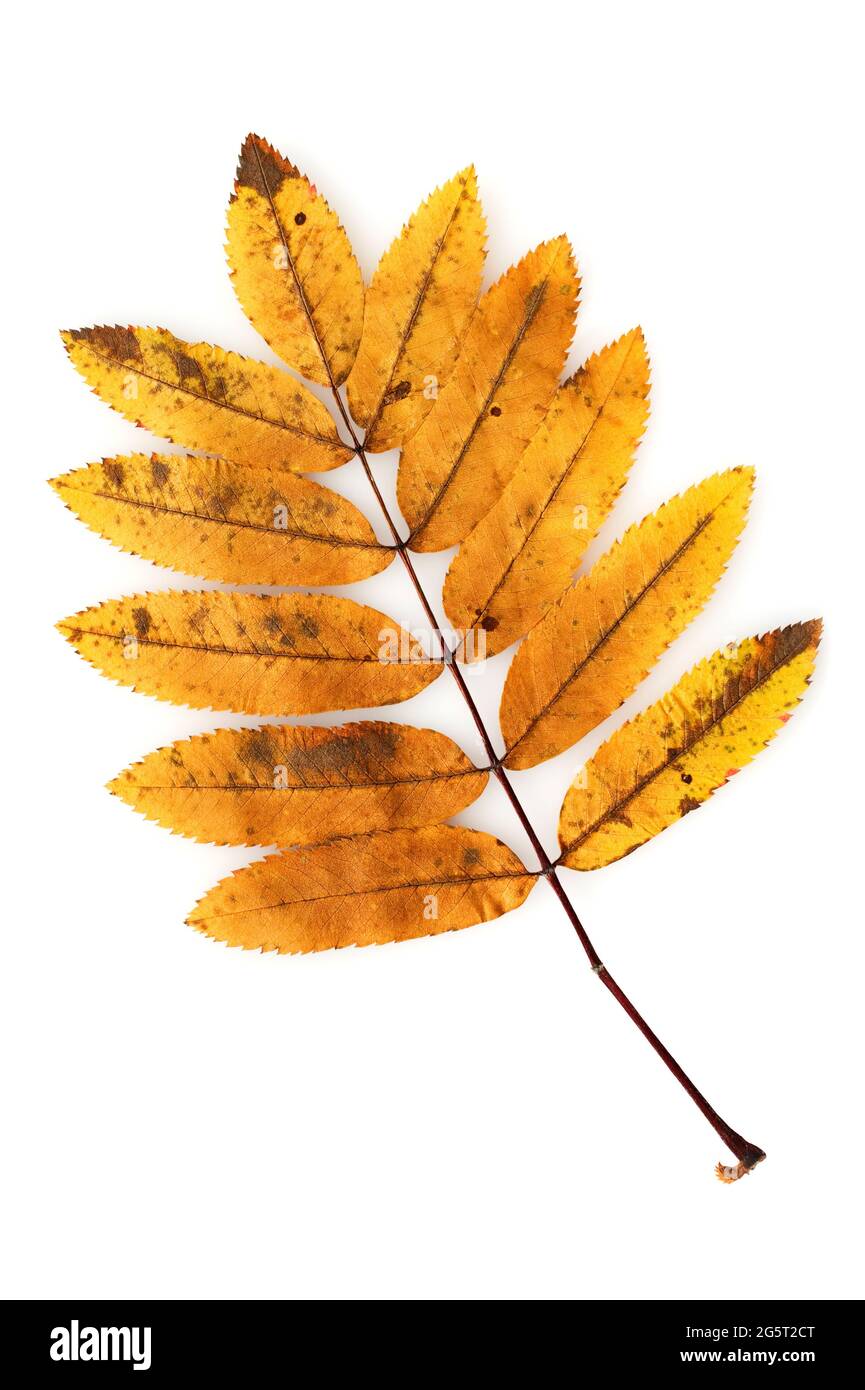 Rowan leaf Cut Out Stock Images & Pictures - Alamy