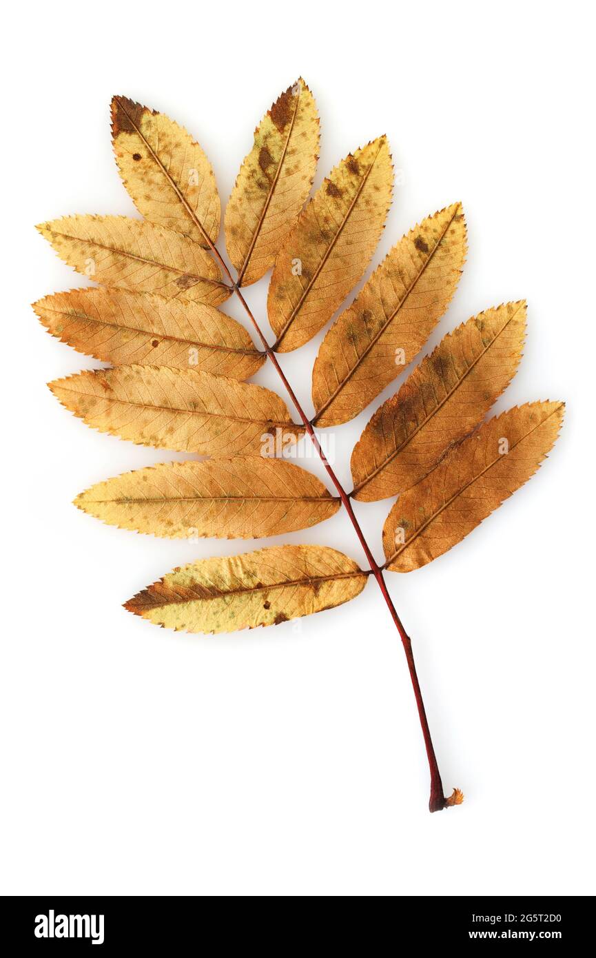 Rowan leaf hi-res stock photography and images - Alamy