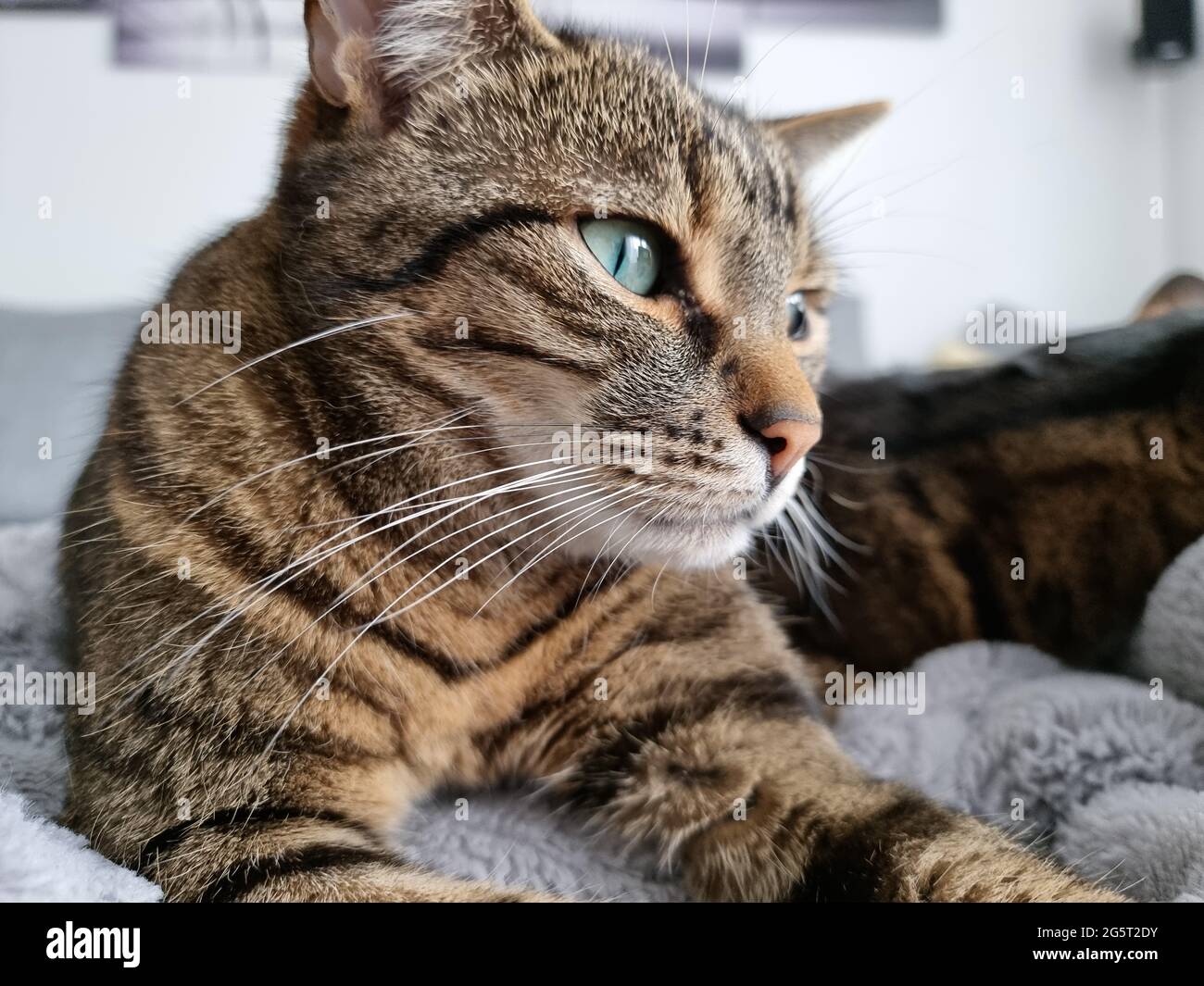 Loyal cat hi-res stock photography and images - Alamy