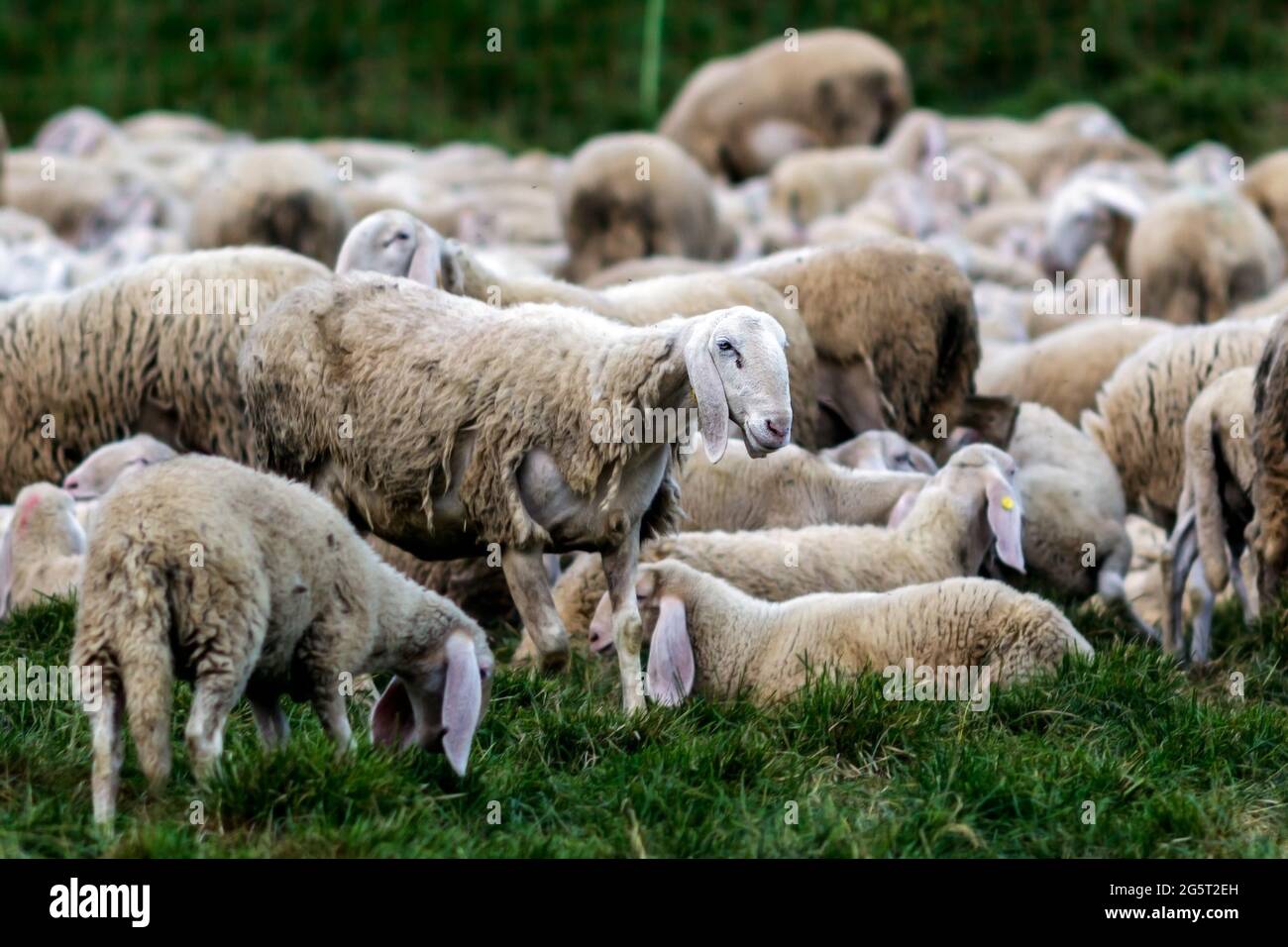 A flock of sheep Stock Photo - Alamy