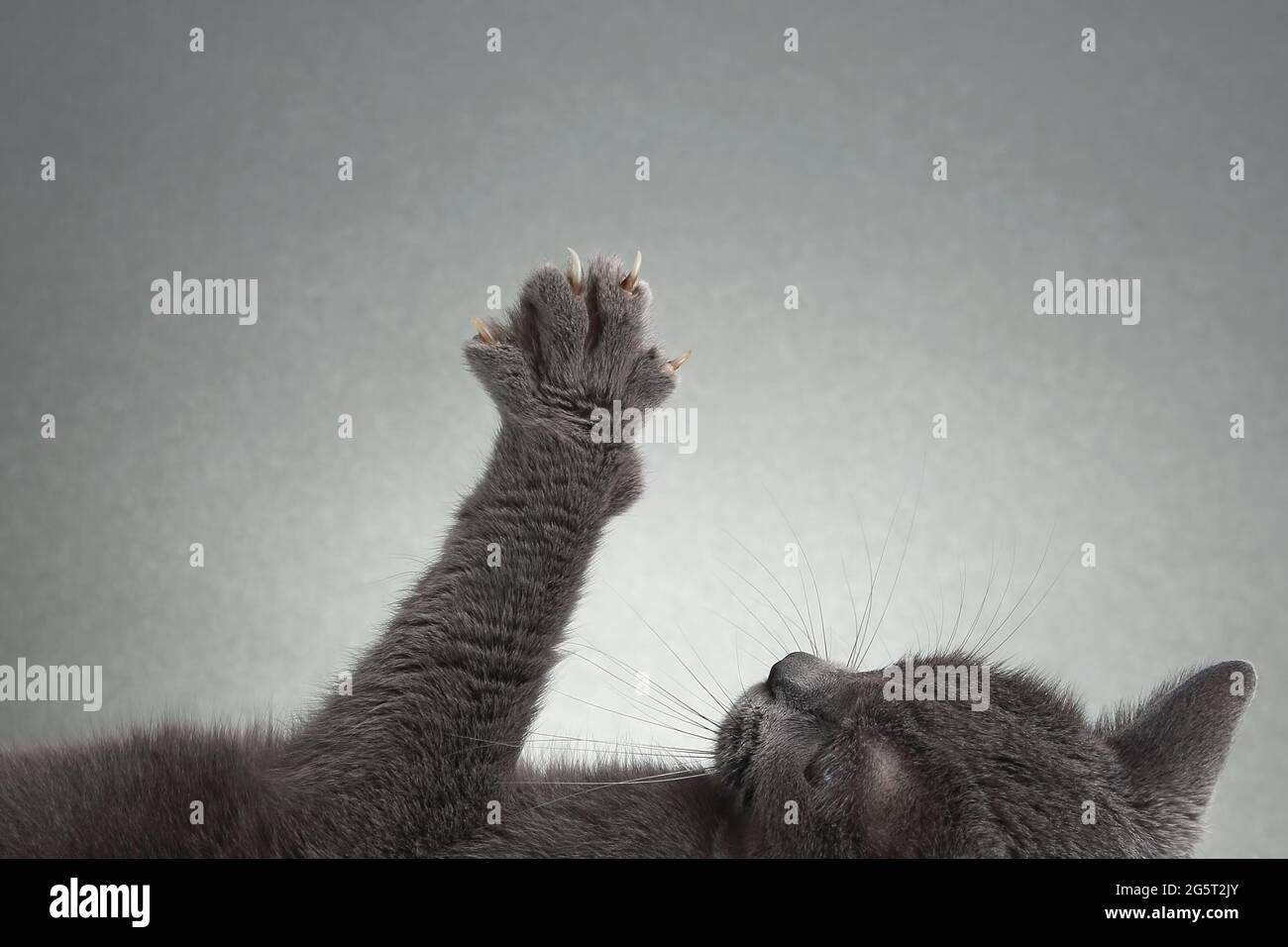 Domestic cat paws outstretched hi-res stock photography and images - Alamy