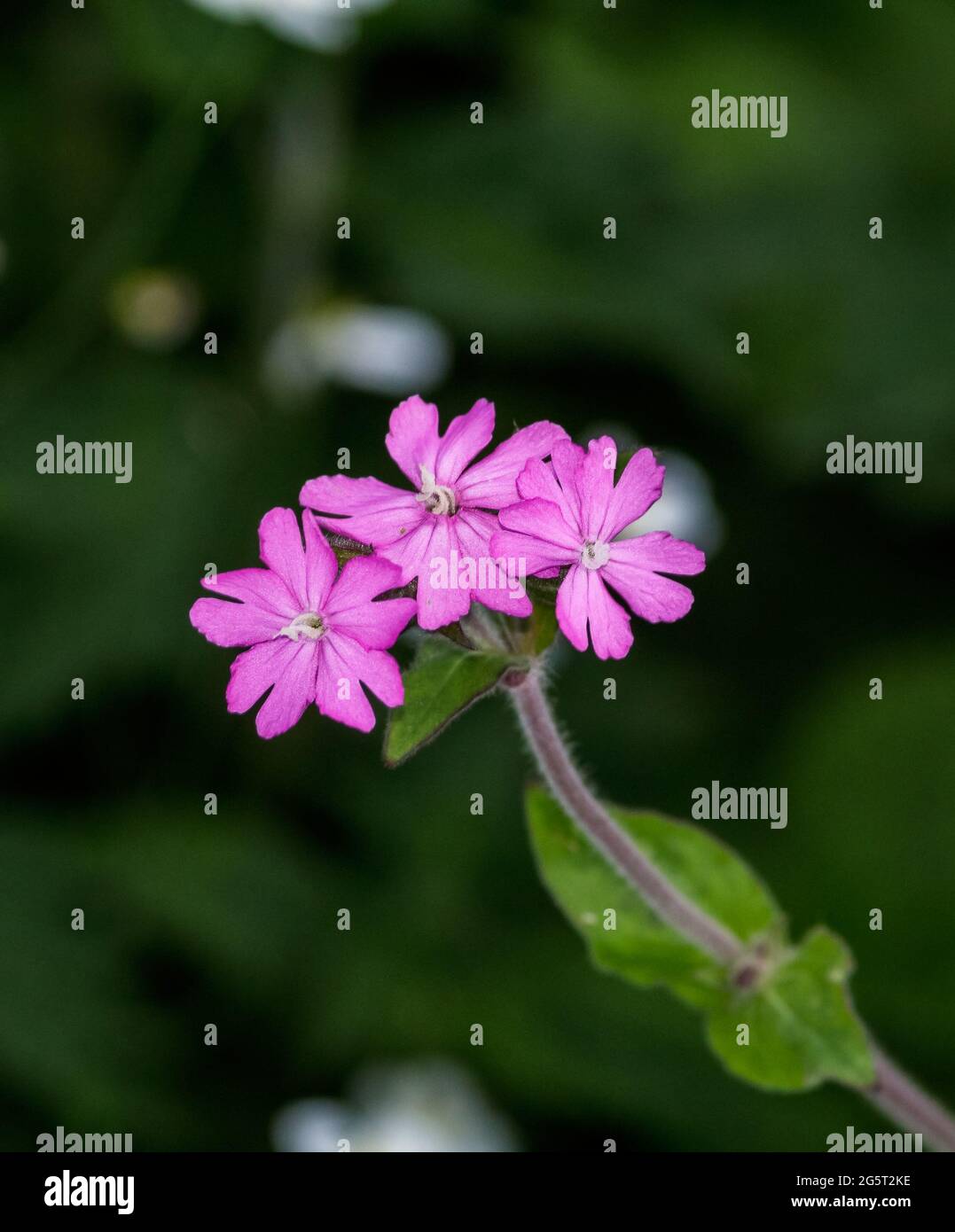 Mellow flower hi-res stock photography and images - Alamy