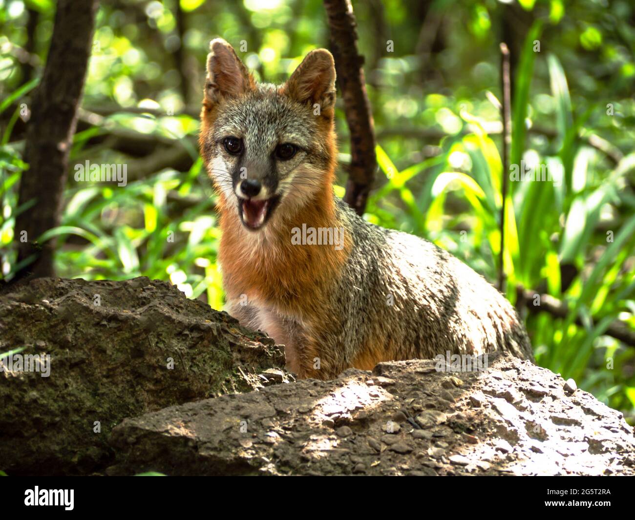 Young female Red Fox in the forest in the summertime Stock Photo - Alamy