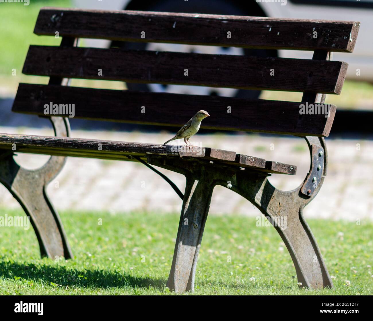 A bird on a bench Stock Photo - Alamy
