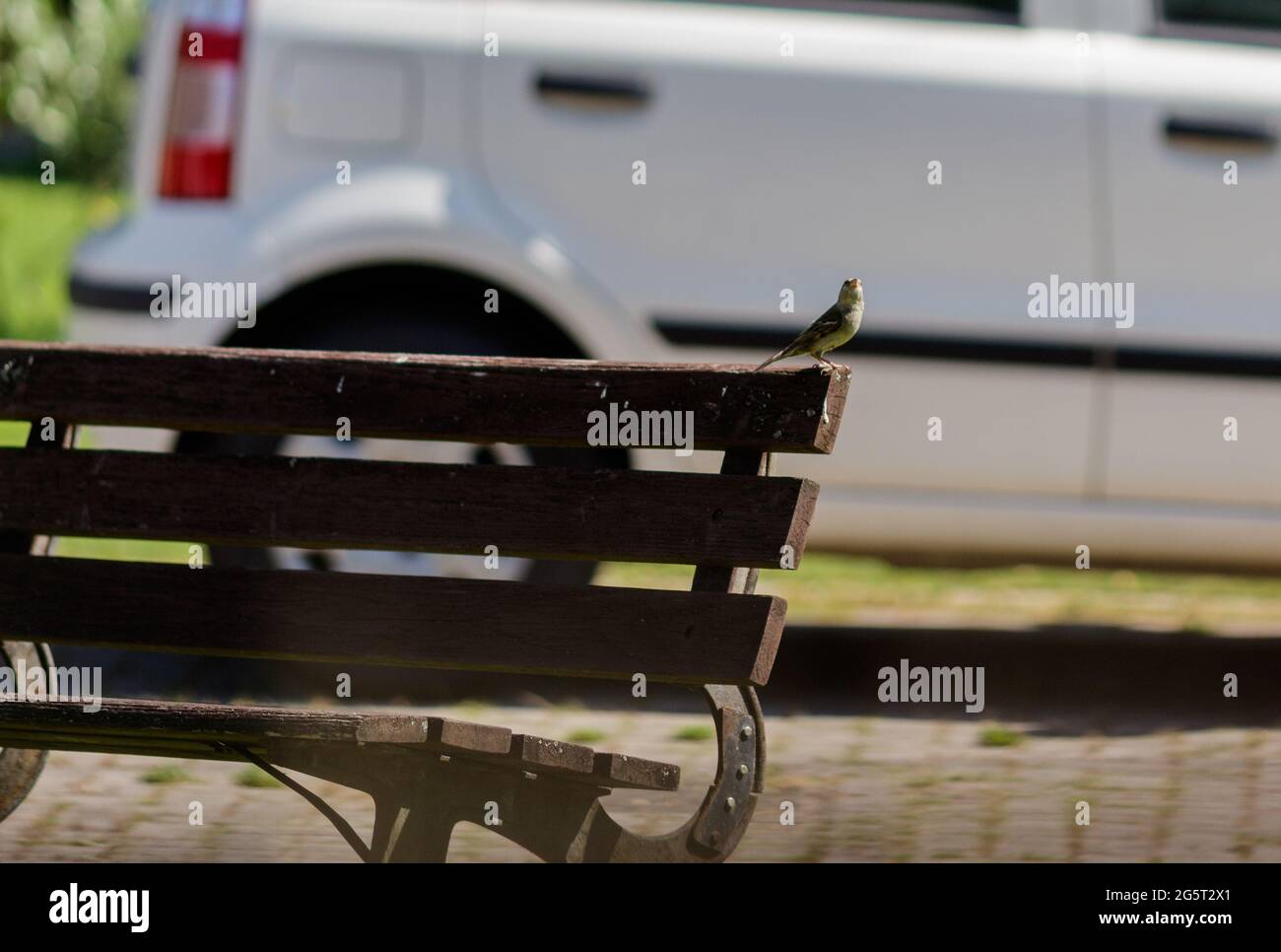 Bird on bench hi-res stock photography and images - Alamy