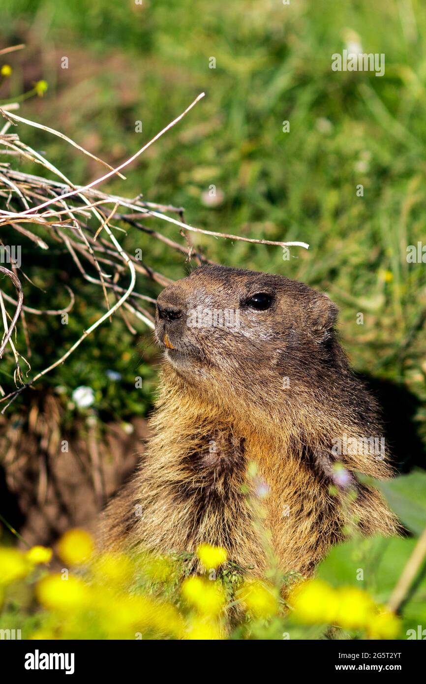 Himalayan marmots hi-res stock photography and images - Alamy