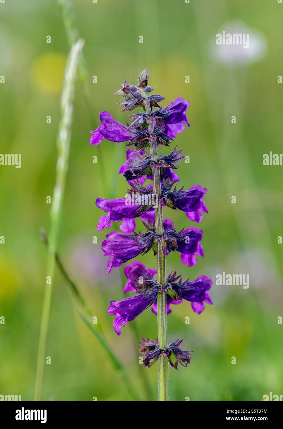 Purple spring hi-res stock photography and images - Alamy