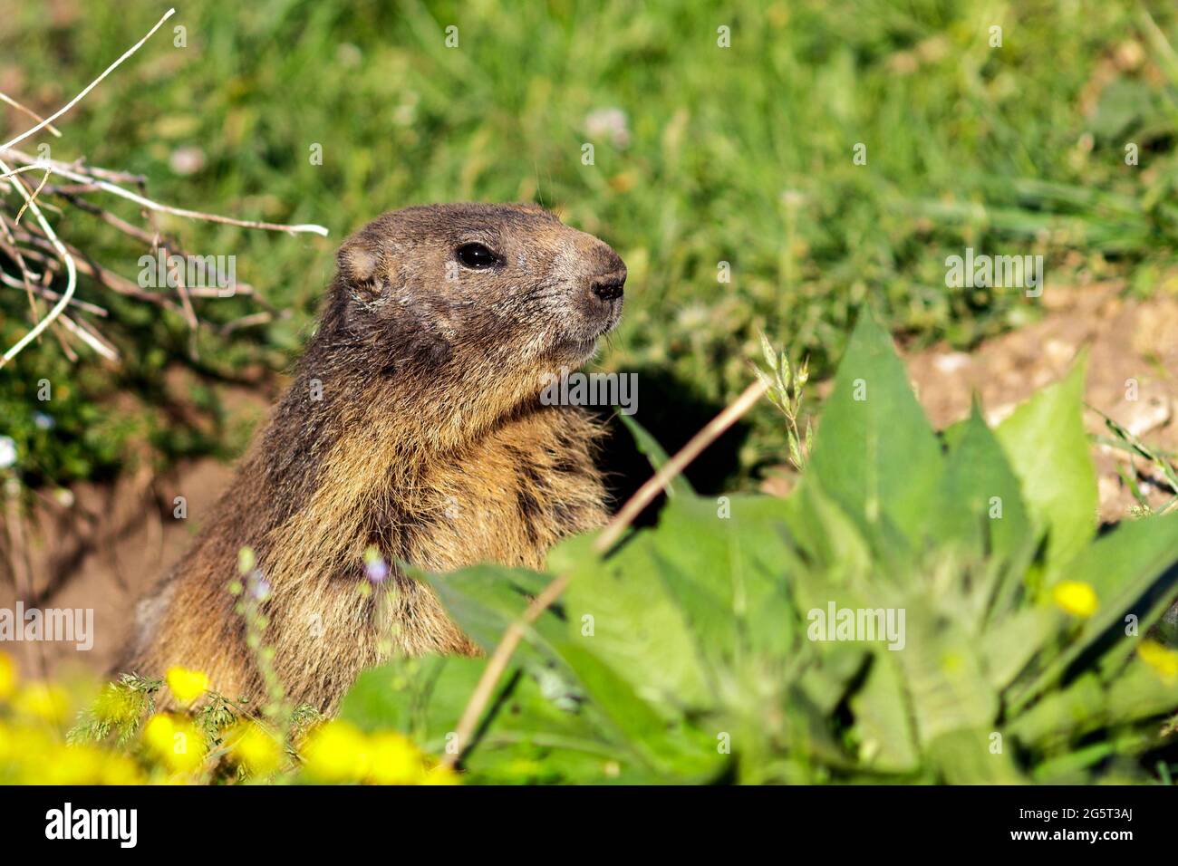 Himalayan marmots hi-res stock photography and images - Alamy