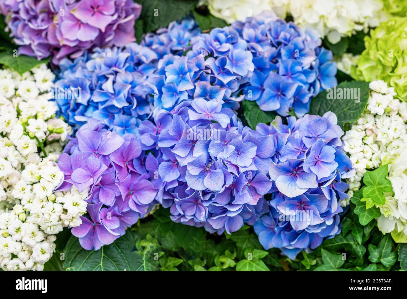 Blue hydrangea macrophylla blossom hi-res stock photography and images ...