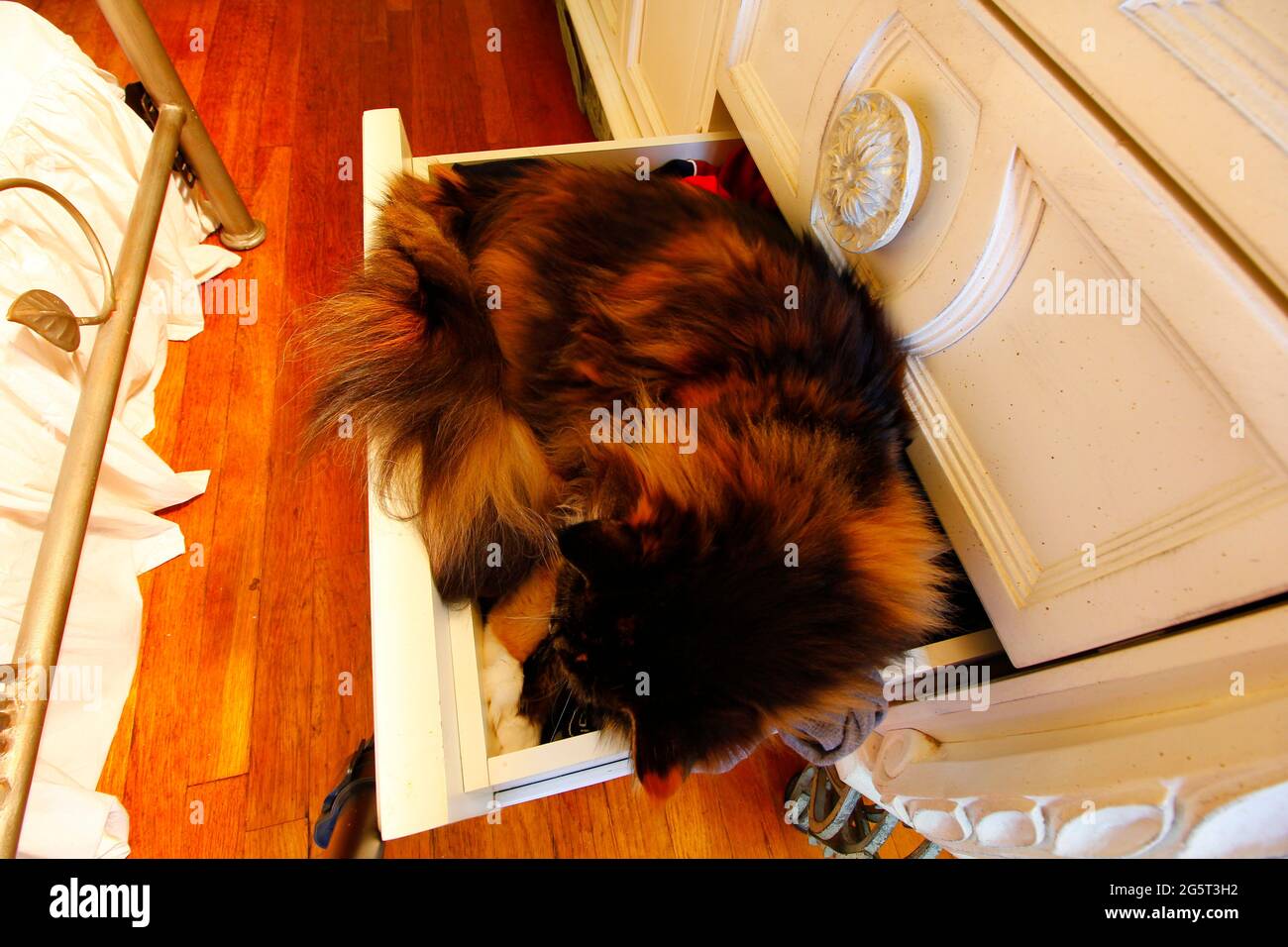 Main Coon Cat Sleeping in a Clothes Drawer Stock Photo - Alamy