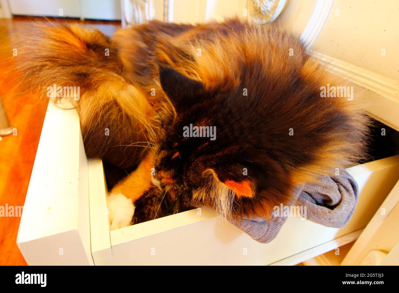 Main Coon Cat Sleeping in a Clothes Drawer Stock Photo - Alamy