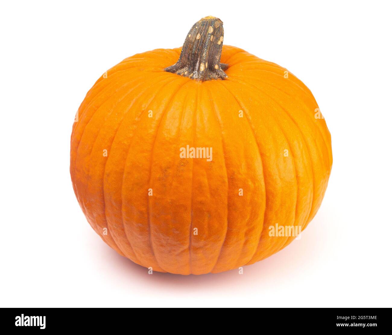 Single whole pumpkin isolated hi-res stock photography and images - Alamy