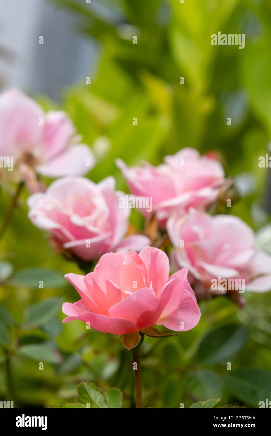 Background image of roses. Colored fresh pastel color roses. Rose bush ...