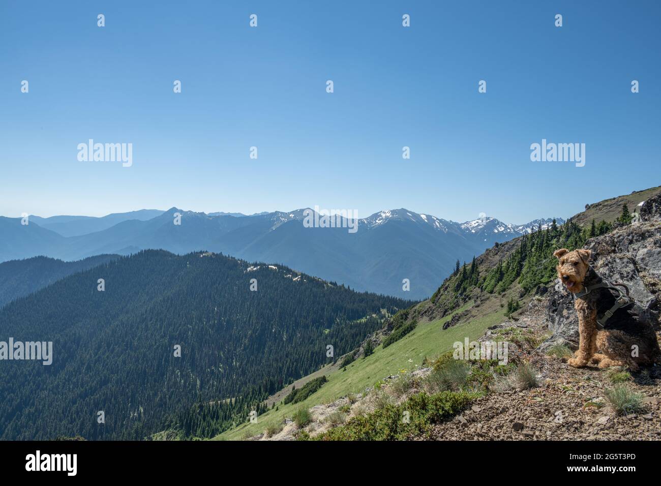 Airedale hi-res stock photography and images - Alamy