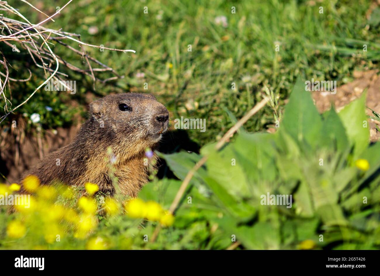 Marmot funny hi-res stock photography and images - Alamy