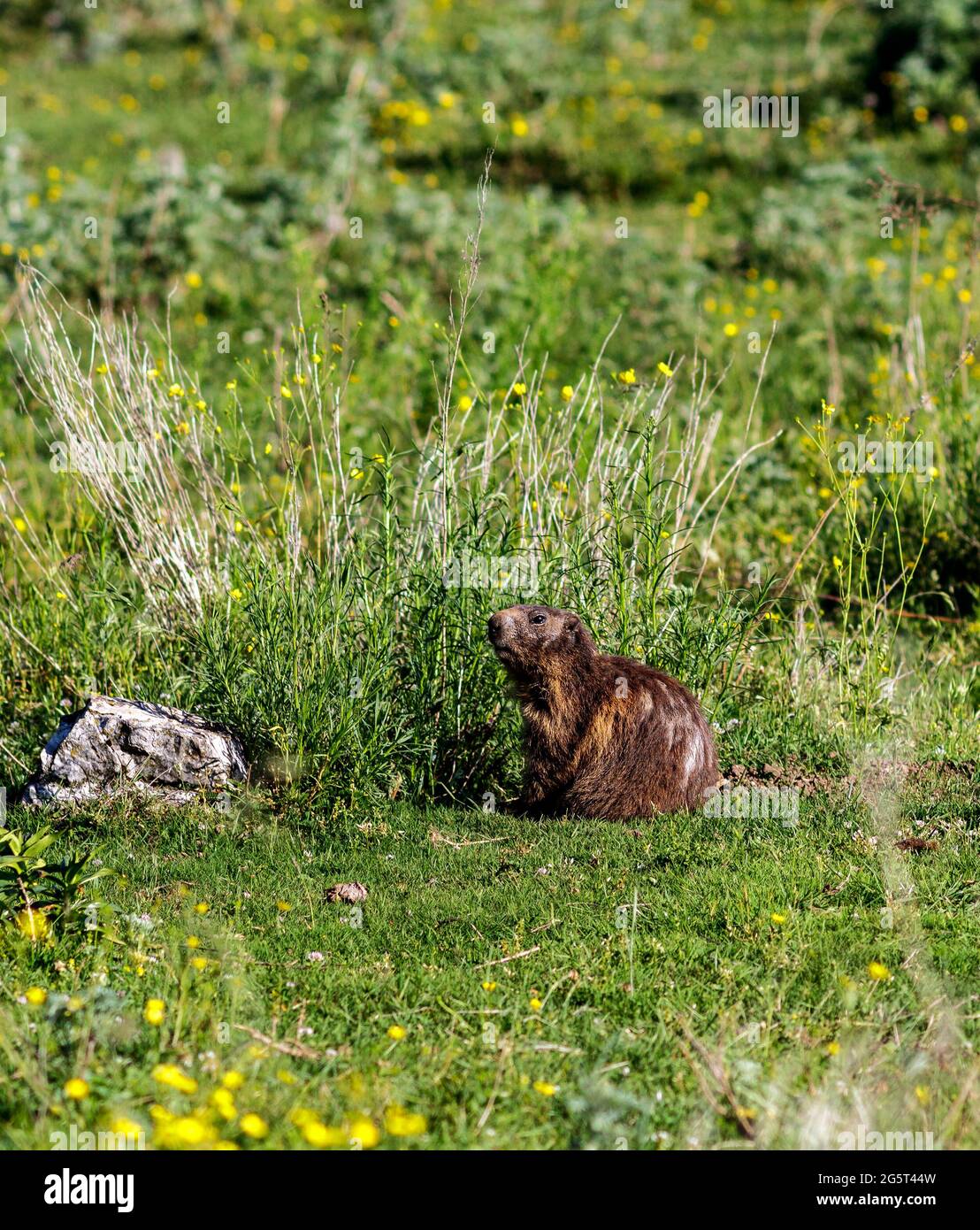 Adorable marmots hi-res stock photography and images - Alamy