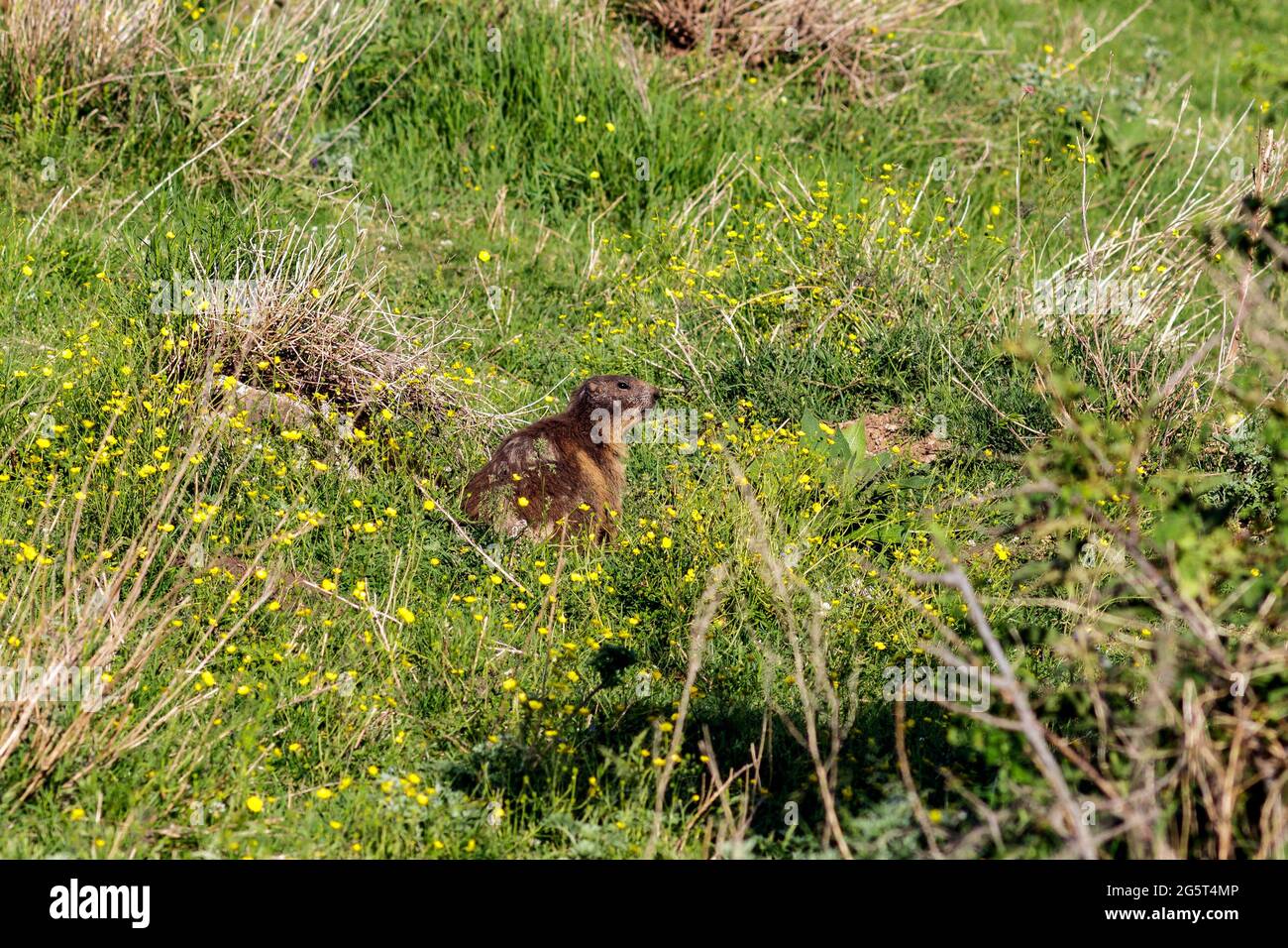 Marmots in asia hi-res stock photography and images - Alamy